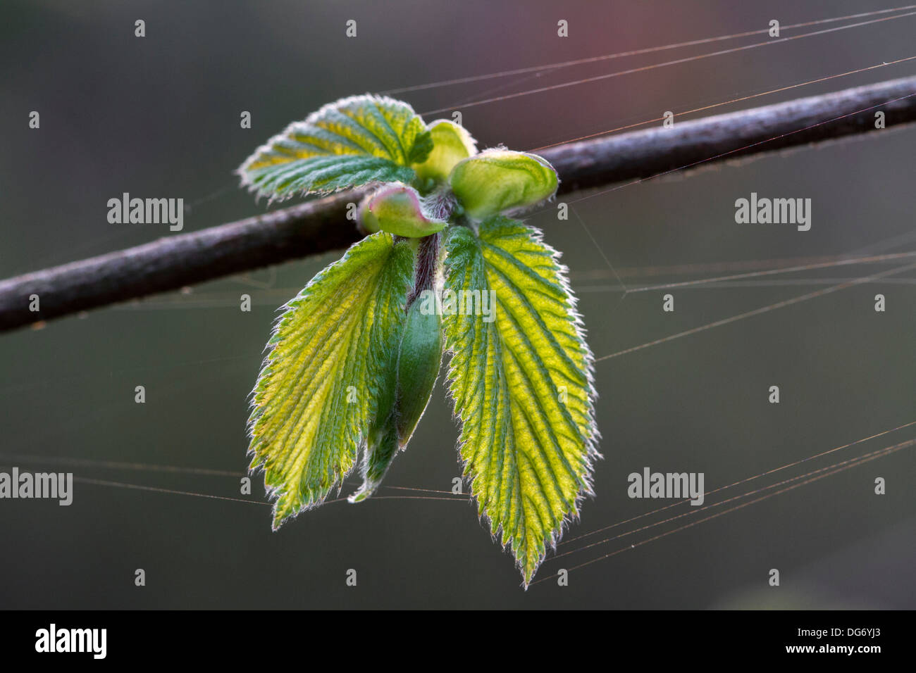 Common hazel (Corylus avellana) branch with leaves emerging in spring ...
