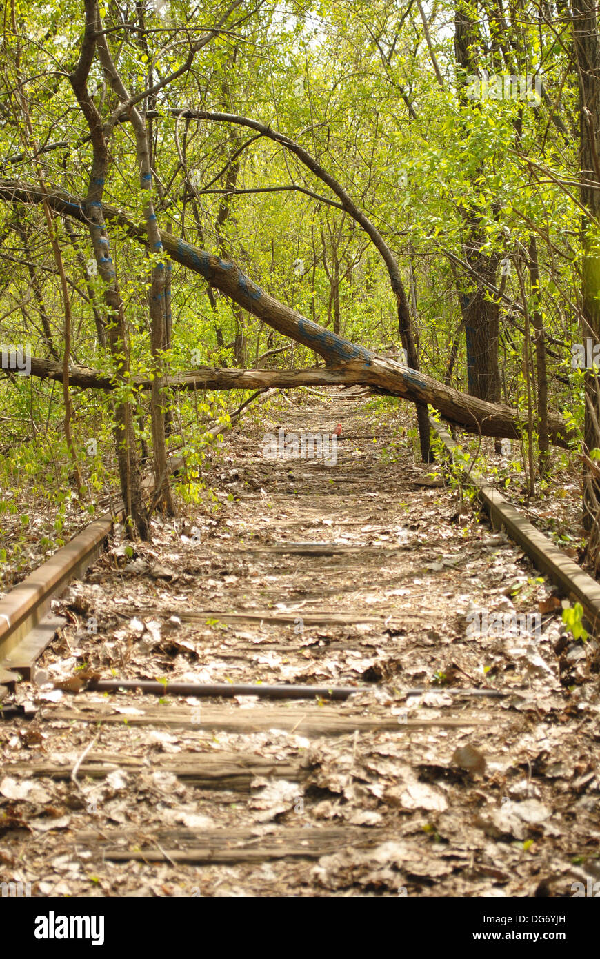 A set of not in use train tracks in the forest Stock Photo - Alamy