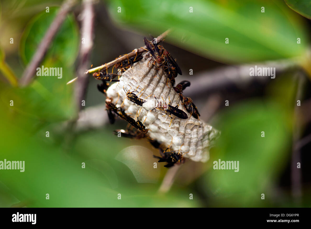 Paper wasp polistinae nest hi-res stock photography and images - Alamy
