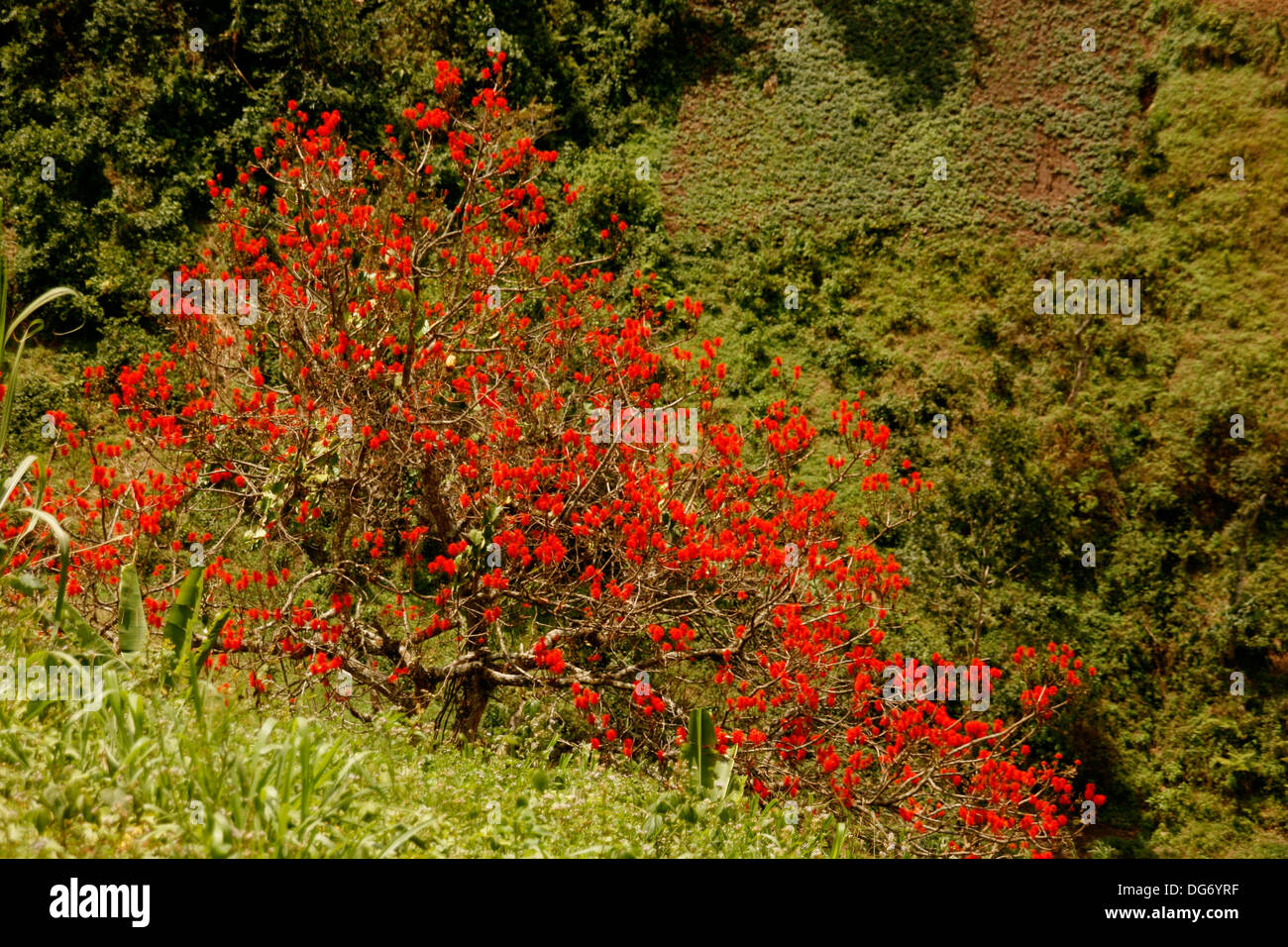 District border tree hi-res stock photography and images - Alamy