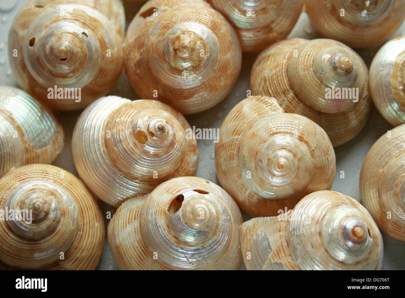 Little clam shells hi-res stock photography and images - Alamy