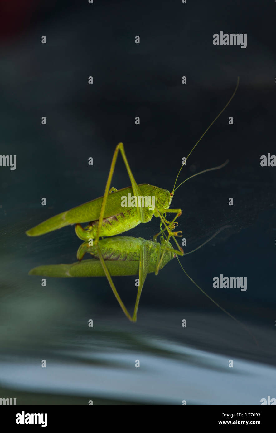Grasshopper on the smooth surface Stock Photo - Alamy