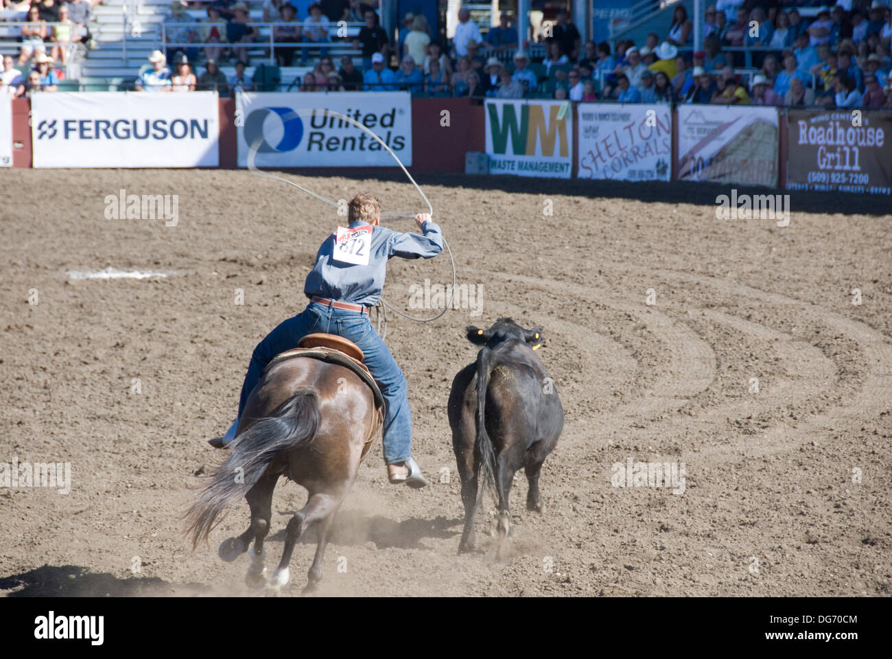 Cowboy on a galloping horse lassoing a cow in the Wild Cow Milking ...