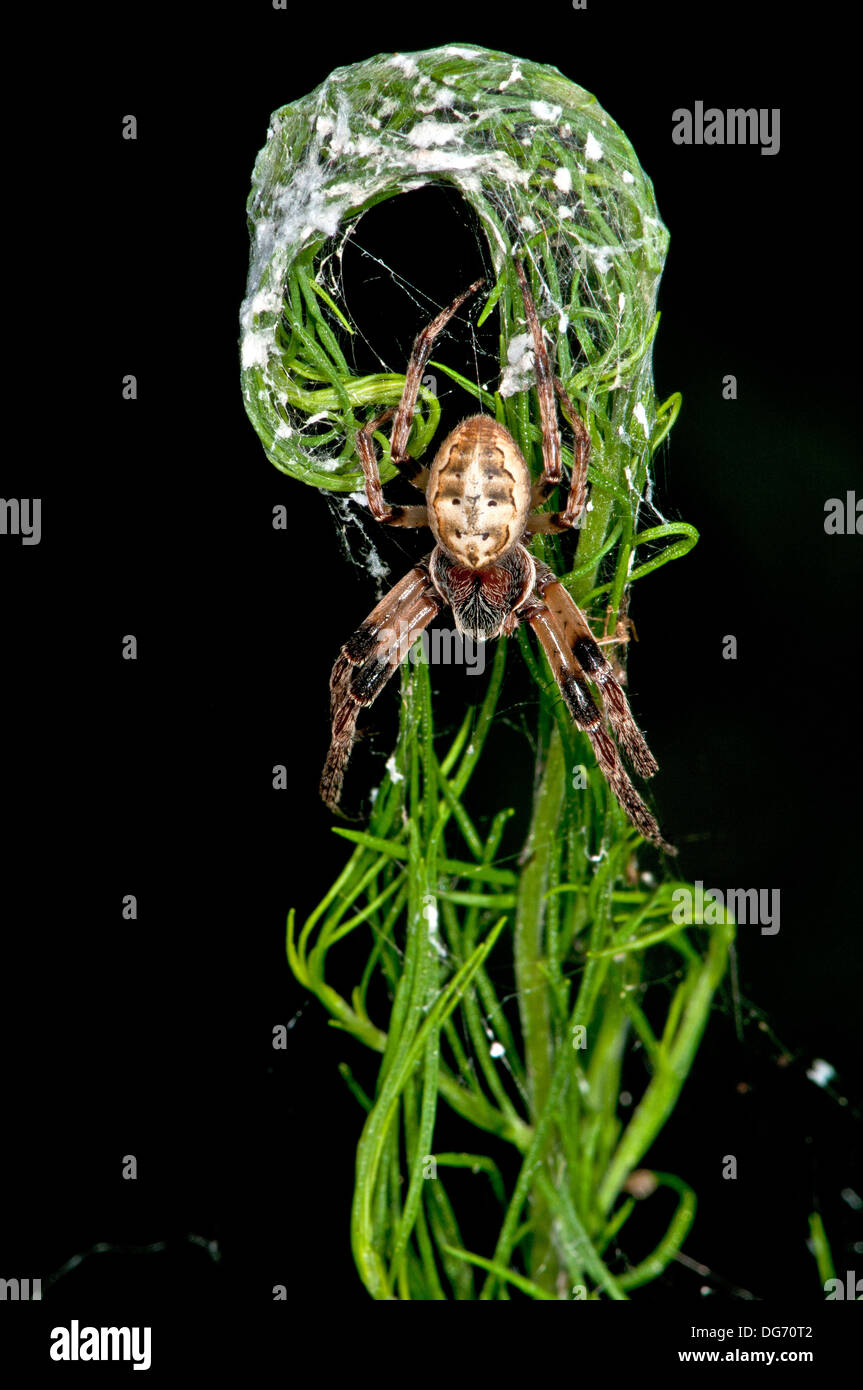 Araneus Sp High Resolution Stock Photography and Images - Alamy
