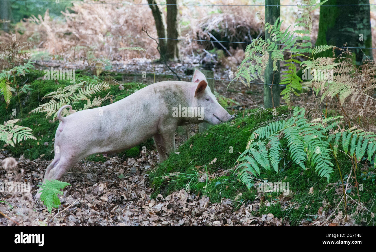 Forest Pig Stock Photos & Forest Pig Stock Images - Alamy