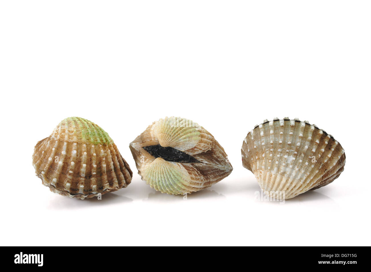fresh cockles isolated on white Stock Photo - Alamy