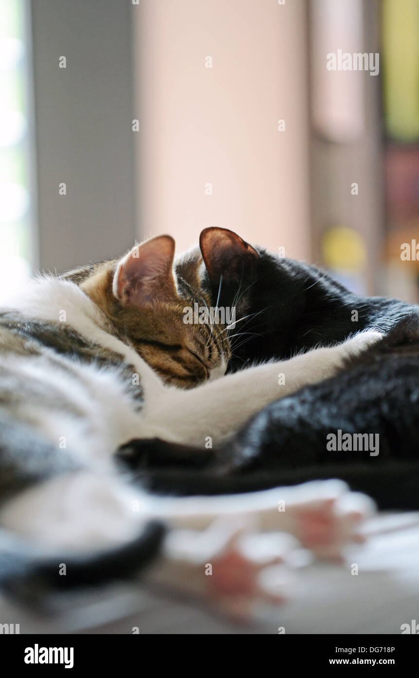 Two cats playing, cleaning and interacting at home Stock Photo - Alamy