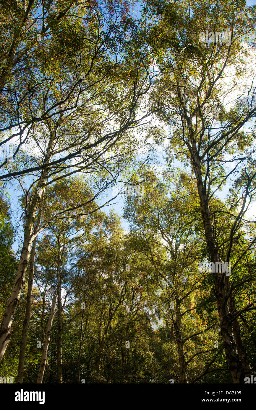 Tree canopy against blue sky Stock Photo - Alamy