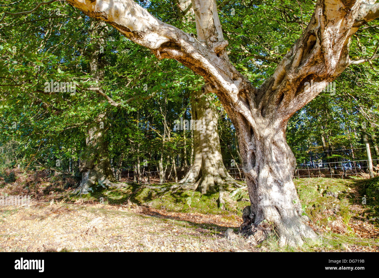 Knotty forest hi-res stock photography and images - Alamy