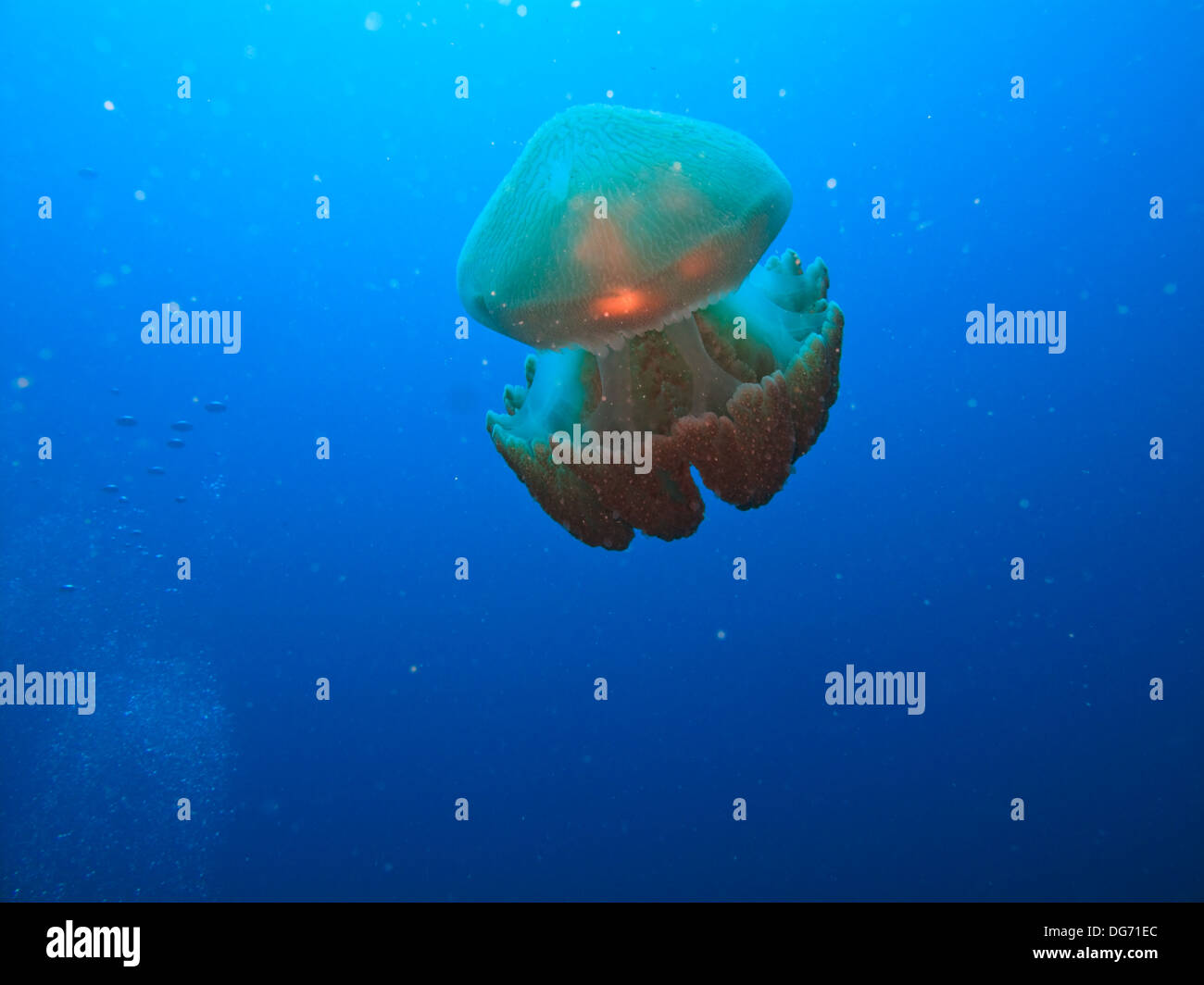 Coral Reef Box Jellyfish