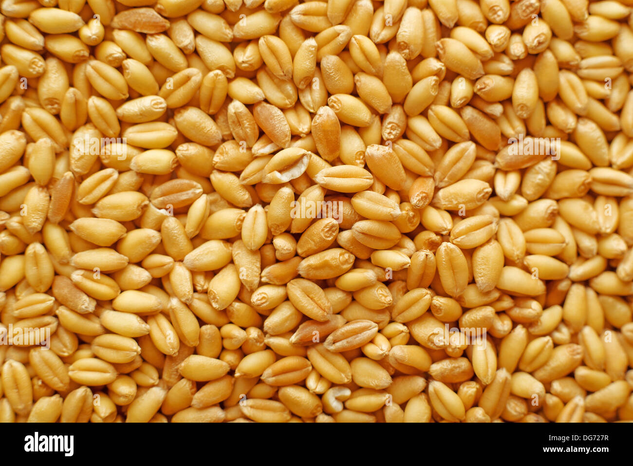 Wheat grains as agricultural background. Wheat grains texture Stock ...