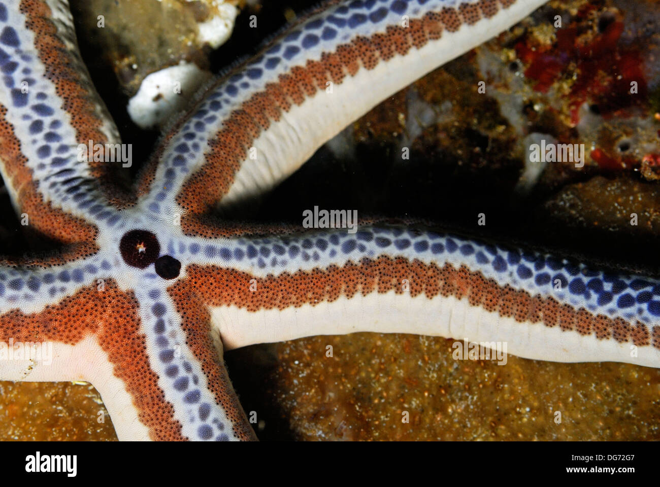Colourful underwater marine life underwater in the galapagos islands hi ...