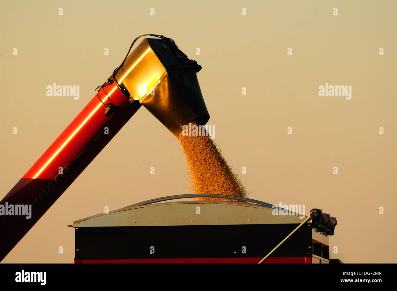 Offloading soybeans from a grain wagon during harvest Stock Photo - Alamy