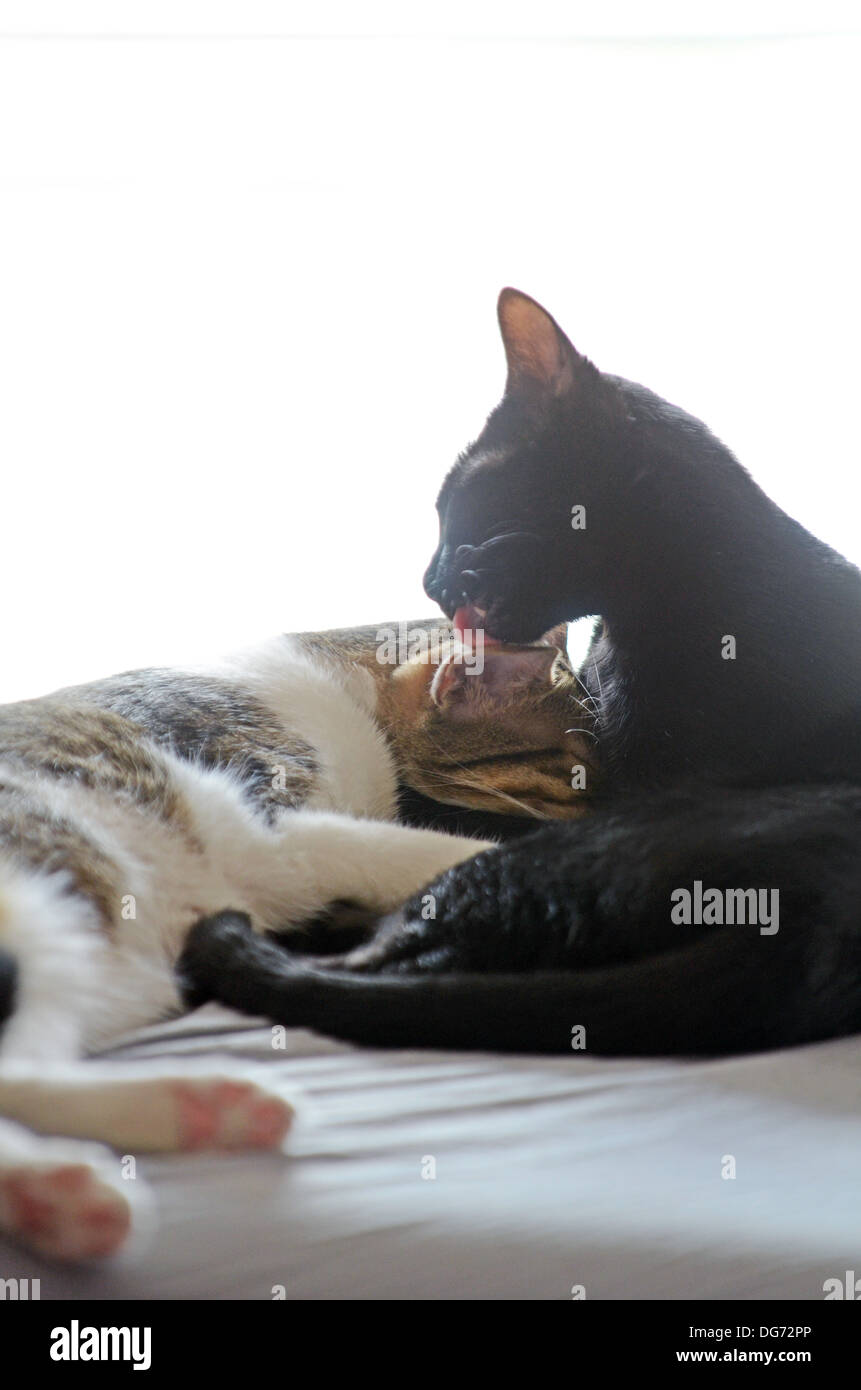 Two cats playing, cleaning and interacting at home Stock Photo - Alamy