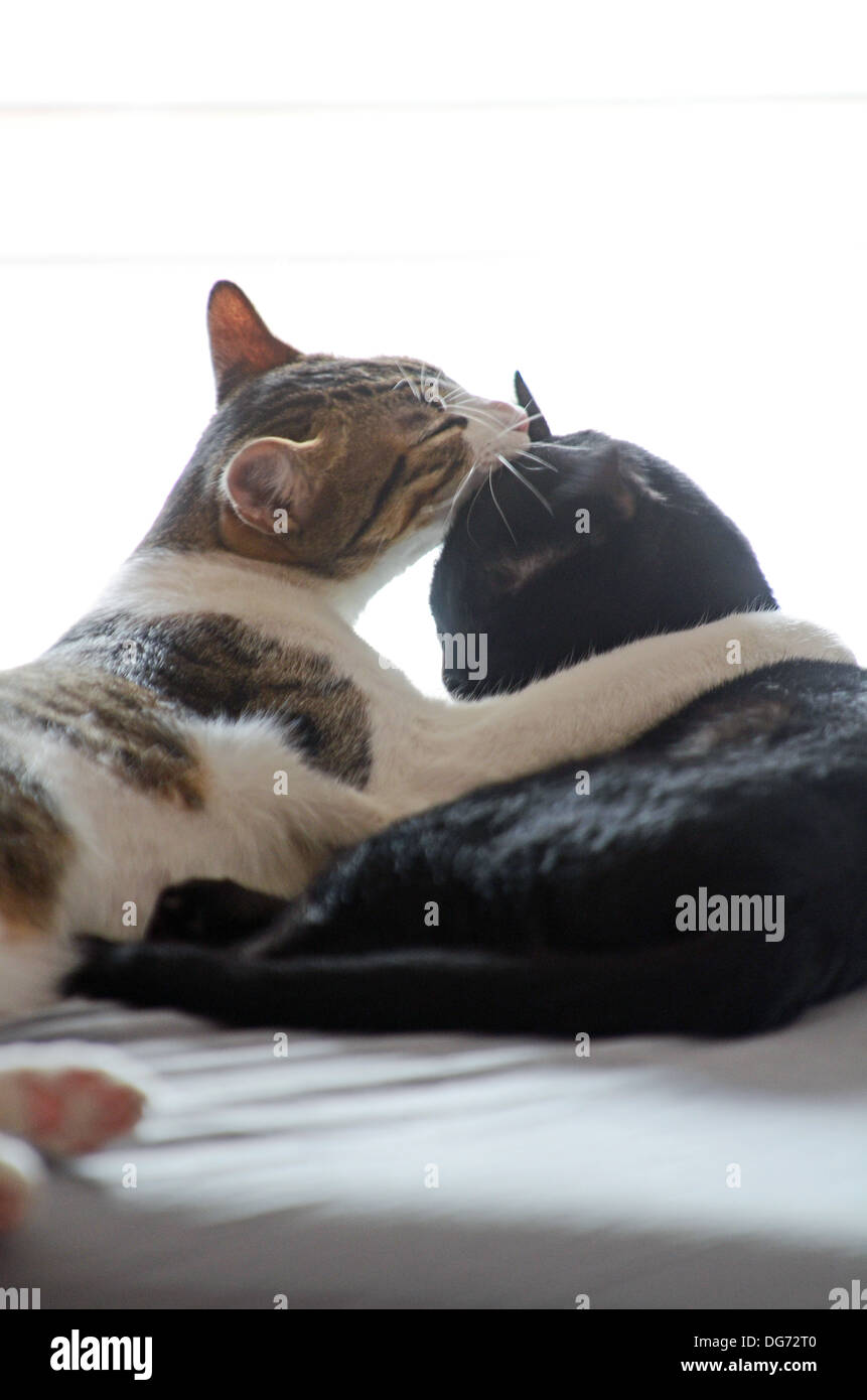 Two cats playing, cleaning and interacting at home Stock Photo - Alamy
