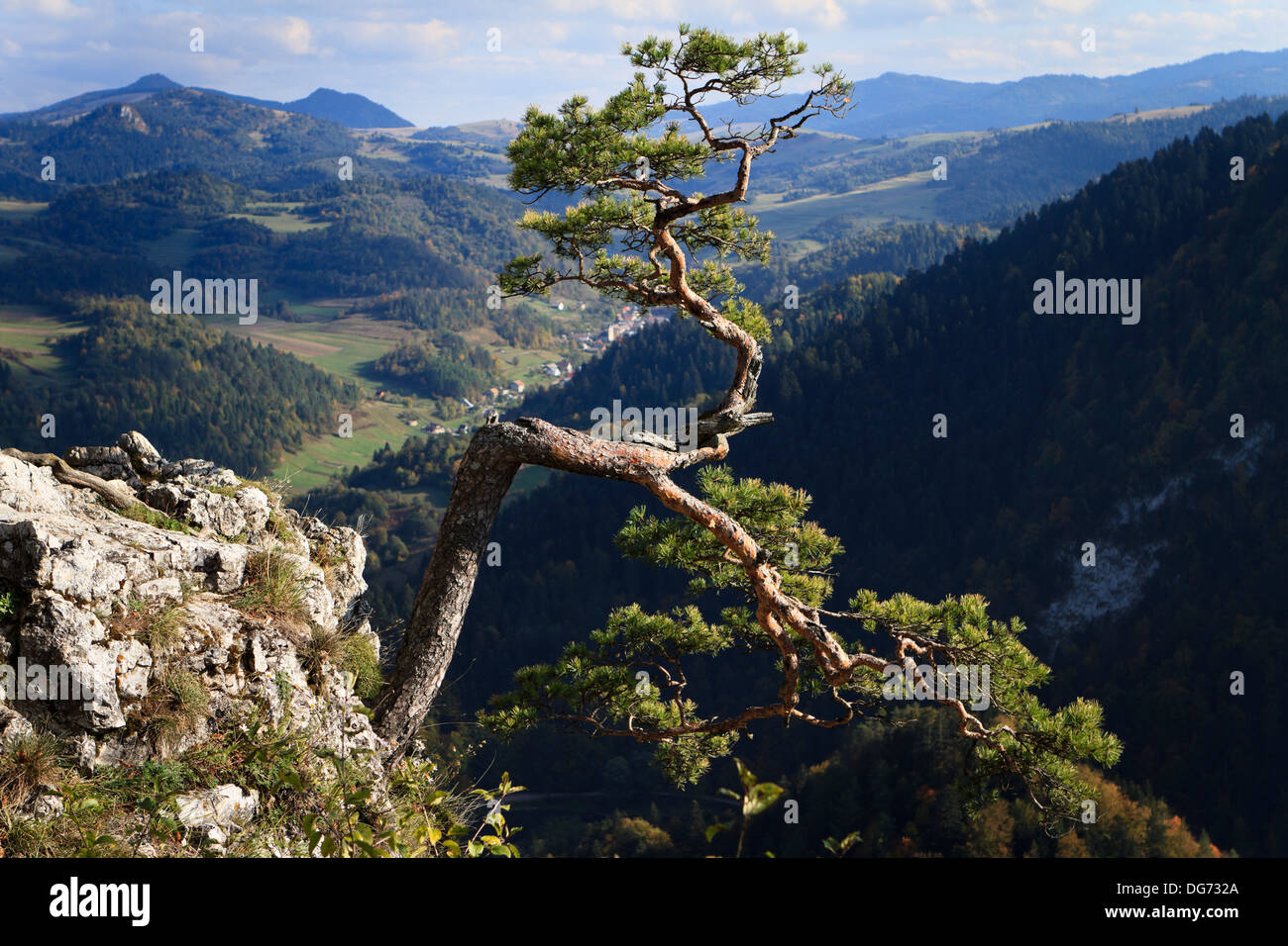 Pine on the cliff hi-res stock photography and images - Alamy