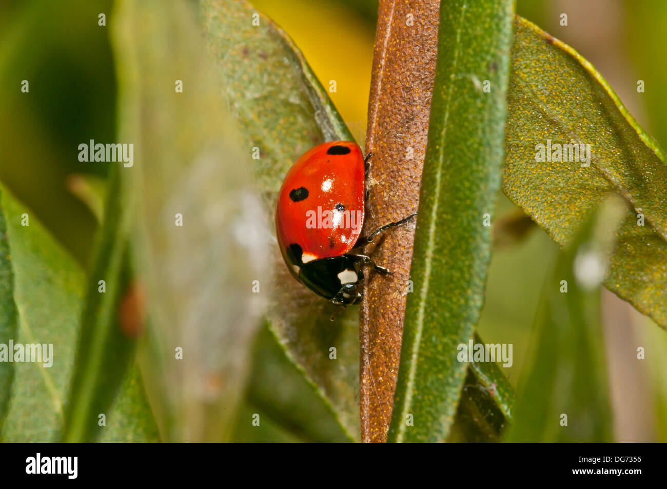 Wax beetle hi-res stock photography and images - Alamy