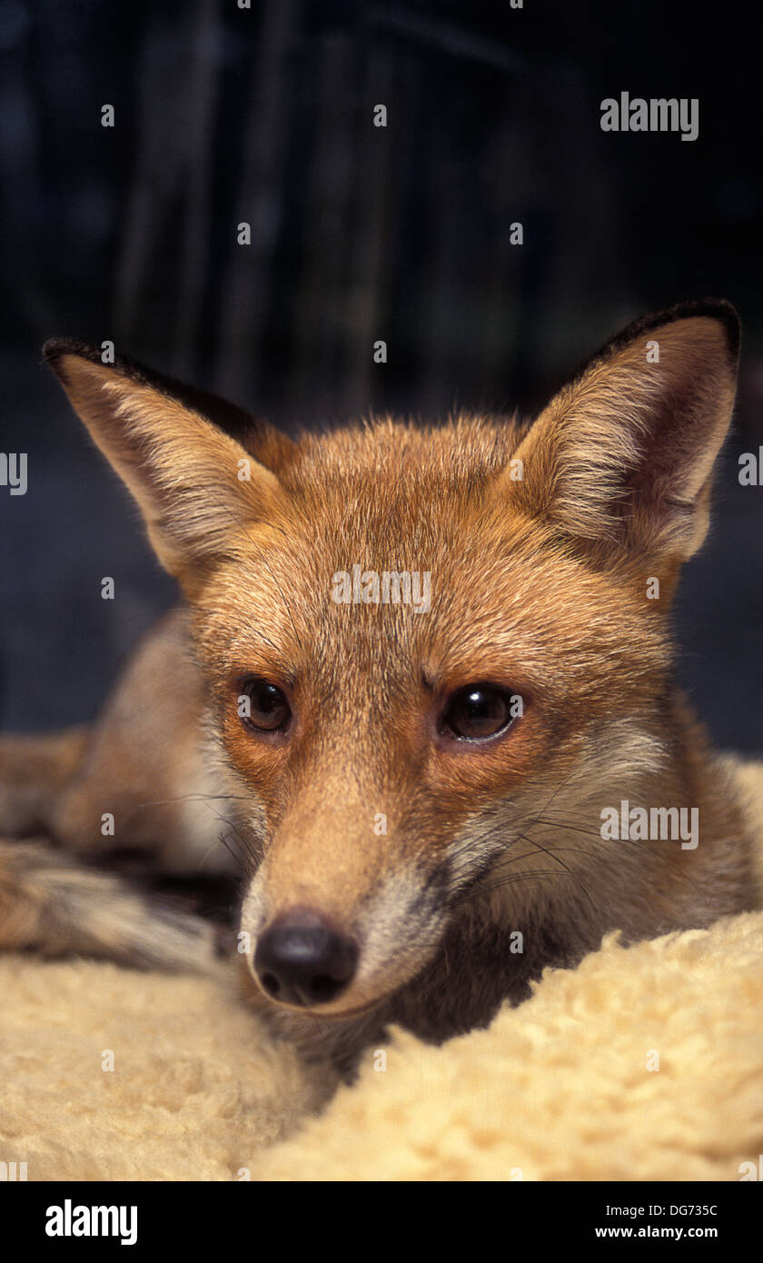 domesticated red fox, England Stock Photo - Alamy