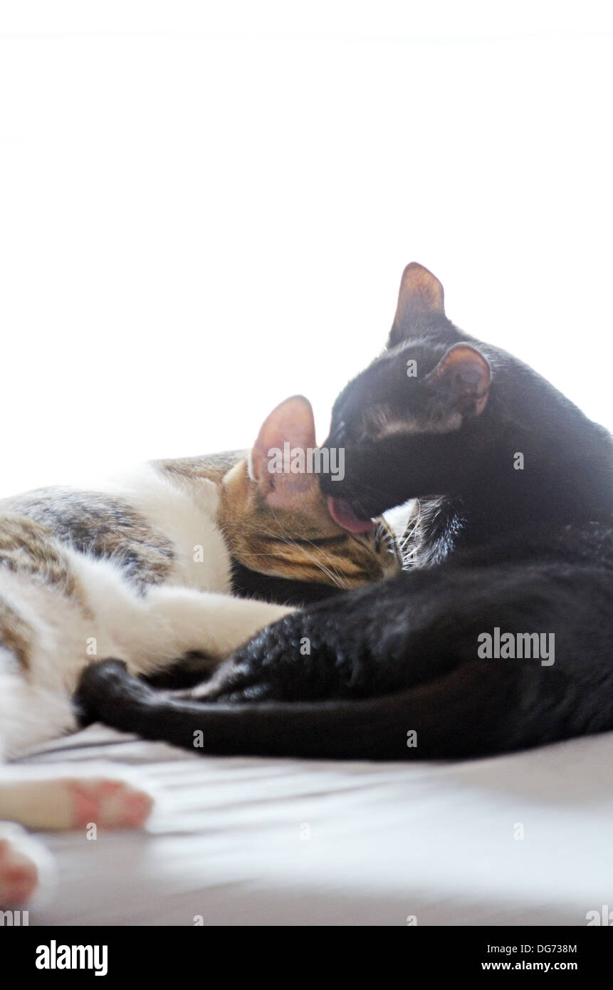 Two cats playing, cleaning and interacting at home Stock Photo - Alamy