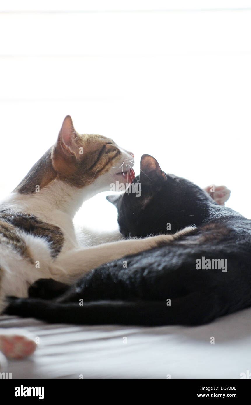 Two cats playing, cleaning and interacting at home Stock Photo - Alamy