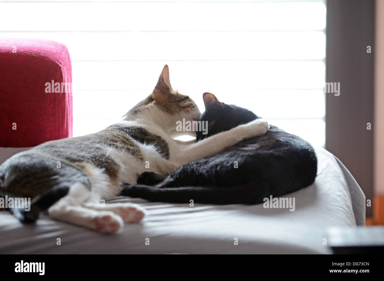 Two cats playing, cleaning and interacting at home Stock Photo - Alamy