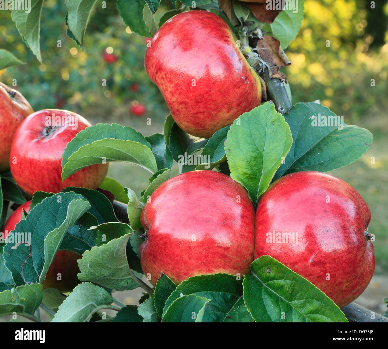 Apple 'Jolly Miller', malus domestica, apples variety varieties growing ...