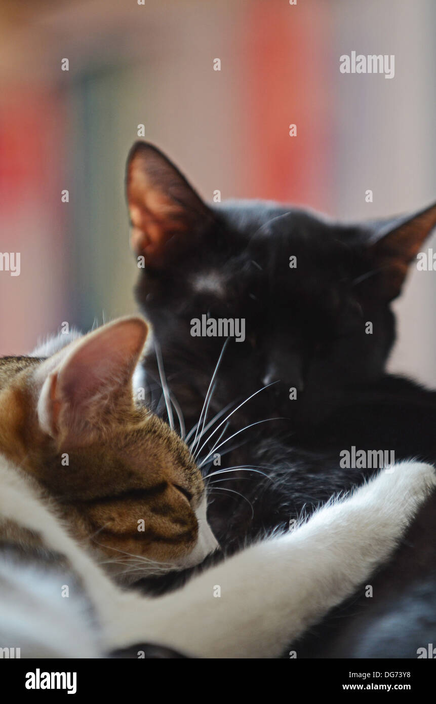 Two cats playing, cleaning and interacting at home Stock Photo - Alamy