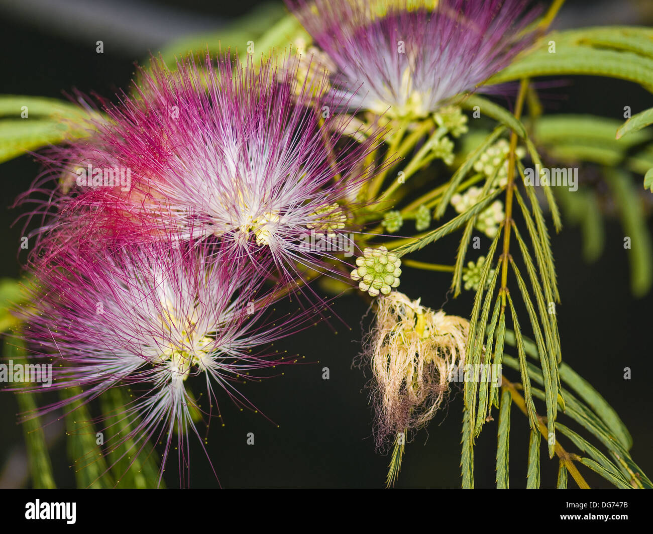 Schrankia microphylla hi-res stock photography and images - Alamy
