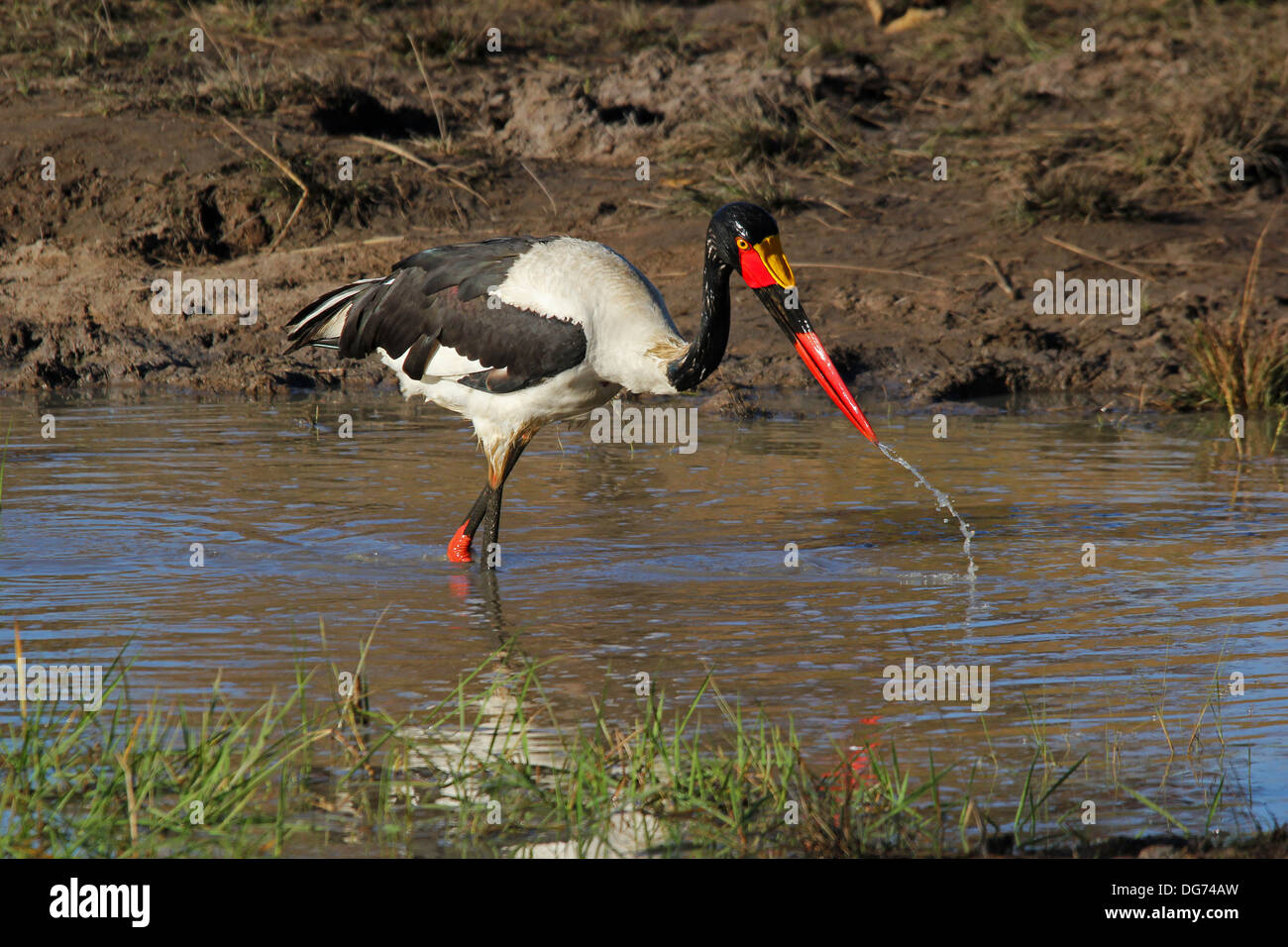 Conservation bill hi-res stock photography and images - Alamy