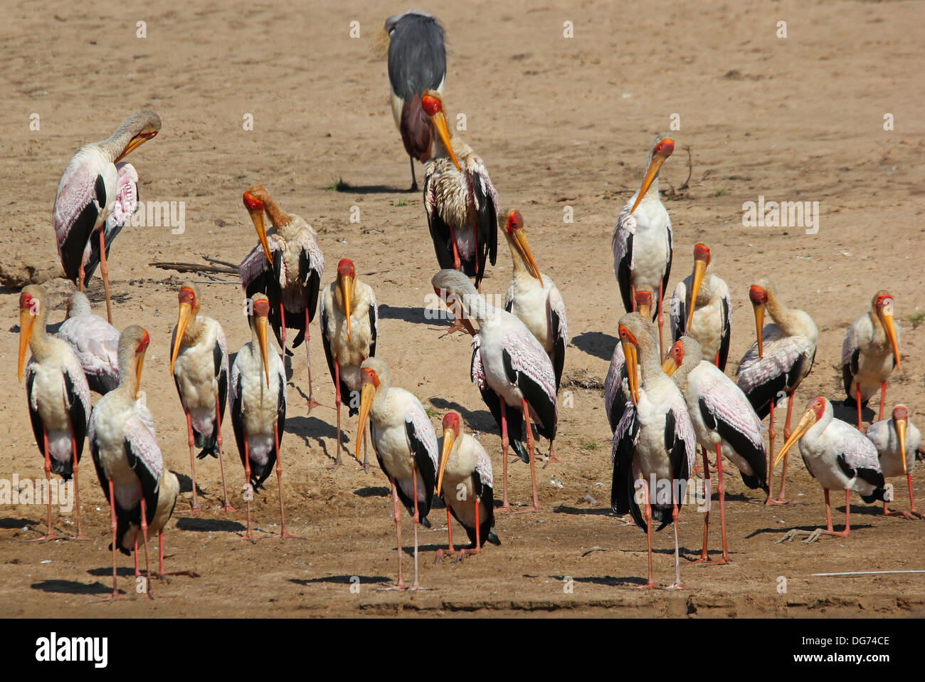 Stork group hi-res stock photography and images - Alamy