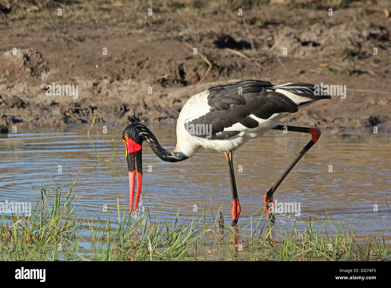 Conservation bill hi-res stock photography and images - Alamy