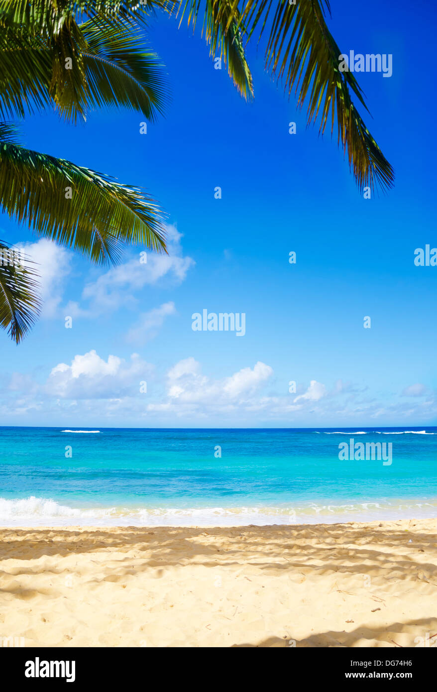 Coconut Palm tree on the sandy Poipu beach in Hawaii, Kauai Stock Photo ...