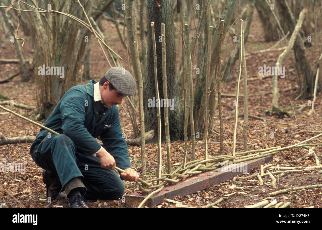 young hurdlemaker making a wattle hurdle fence in hazel copse, England ...