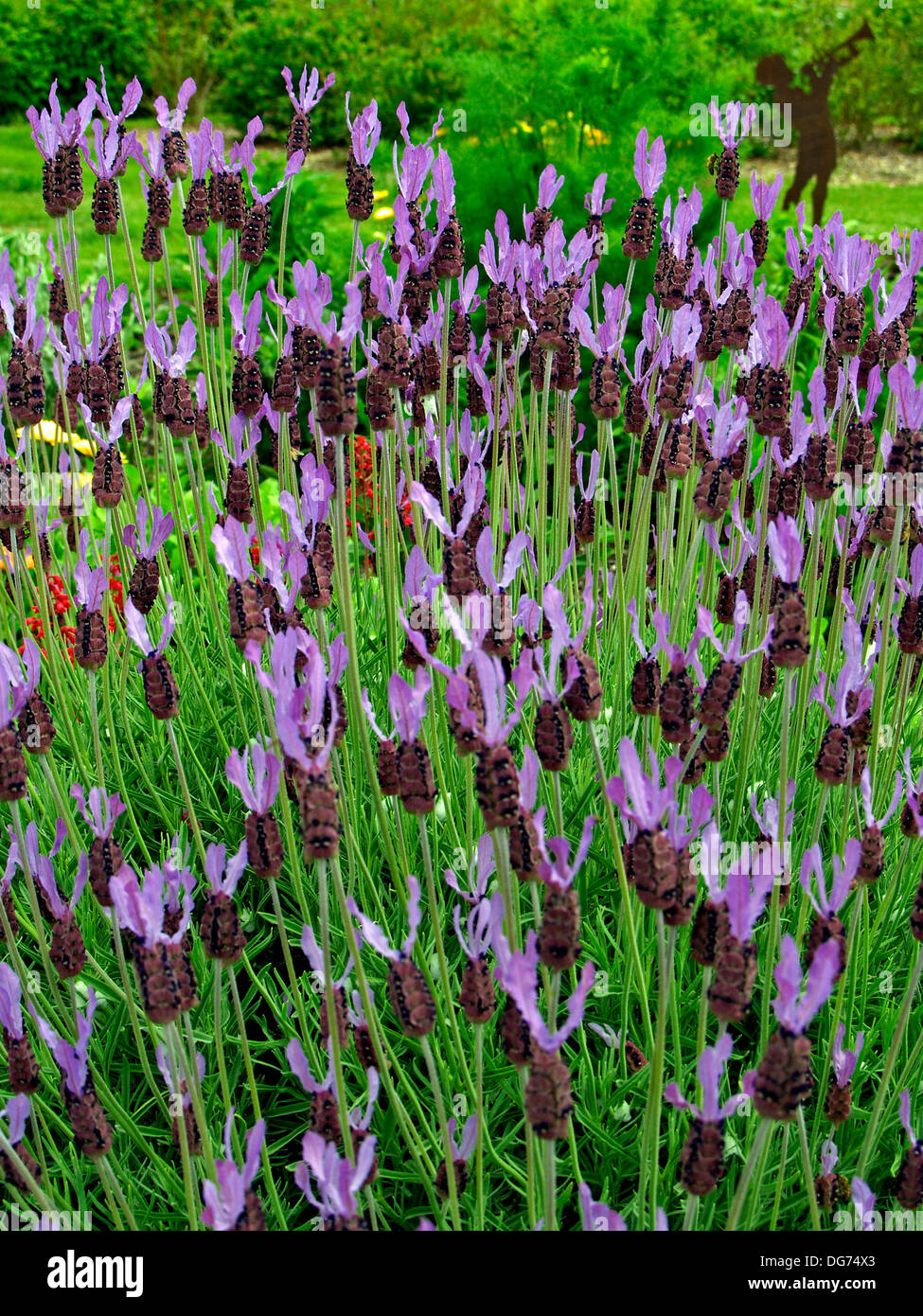Lavender ribbon hi-res stock photography and images - Alamy