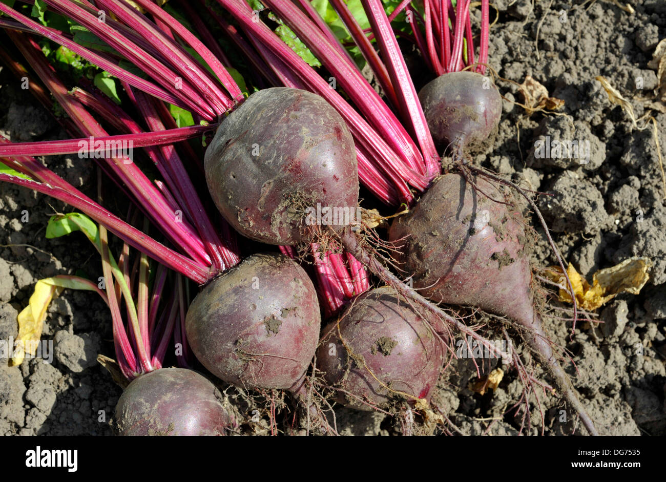 Beetroots in a vegetable garden.Beet root variety Boltardy Stock Photo ...