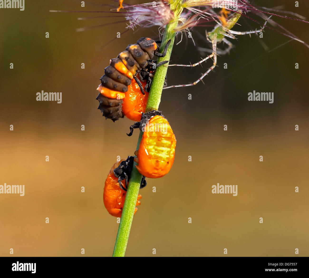 Root Weevil Beetle High Resolution Stock Photography and Images - Alamy
