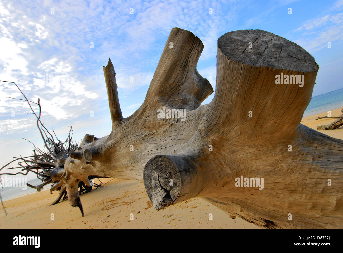 Thailand's Islands & Beaches - Fallen trees on the beach of Koh Bulon ...