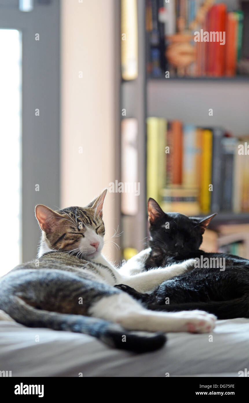 Two cats playing, cleaning and interacting at home Stock Photo - Alamy