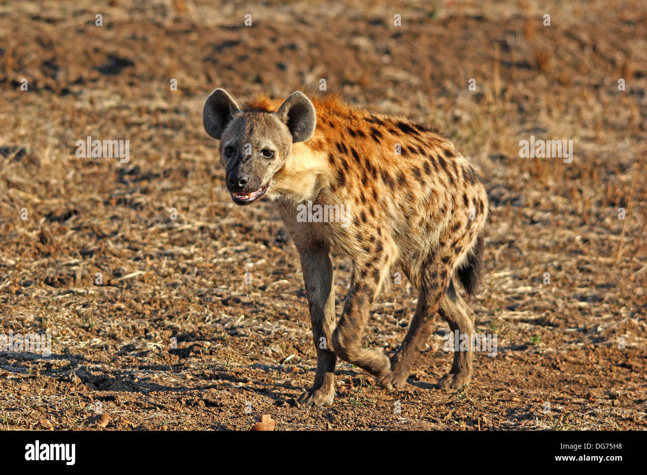 Hyena in Zambia Stock Photo - Alamy