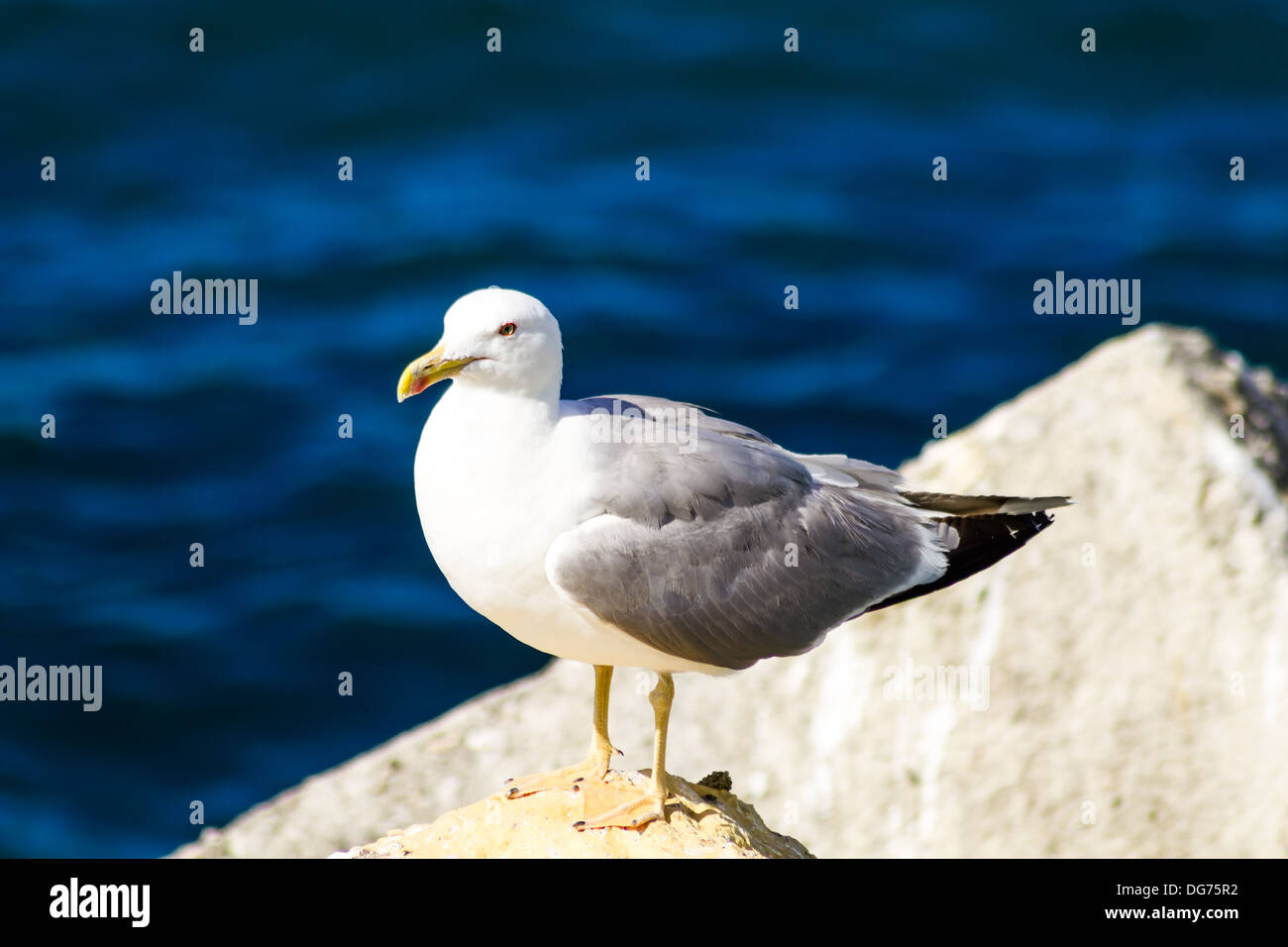 Seagull side view bird hi-res stock photography and images - Alamy