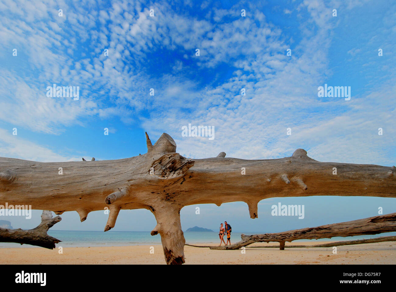 Thailand's Islands & Beaches - Fallen trees on the beach of Koh Bulon ...