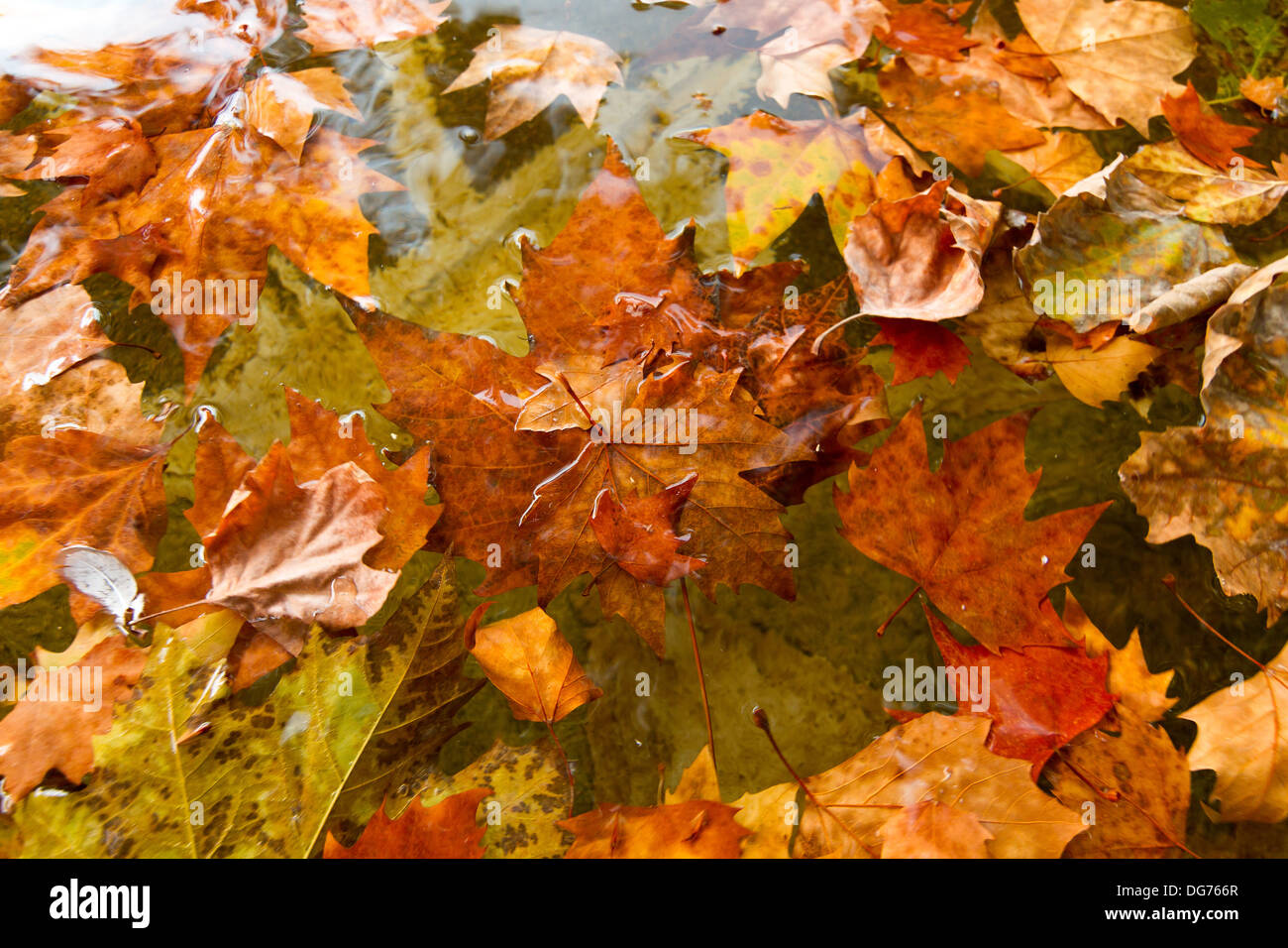 Autumn fall of leaves in a pond Stock Photo - Alamy