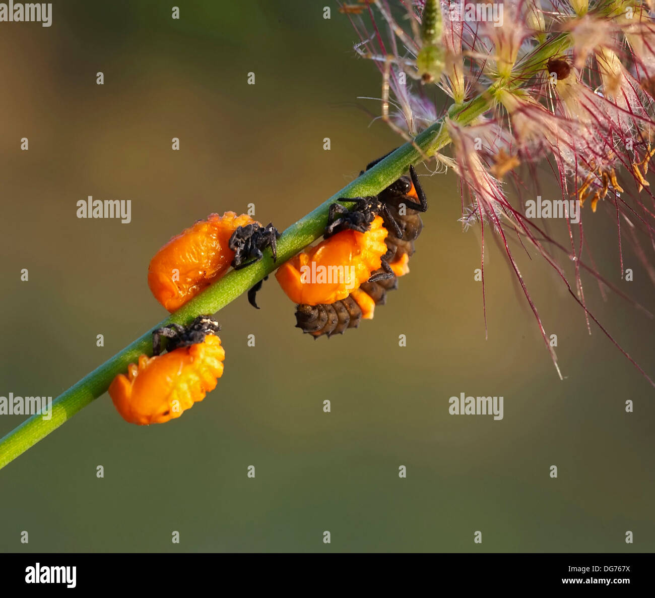 larva of a bug Stock Photo - Alamy