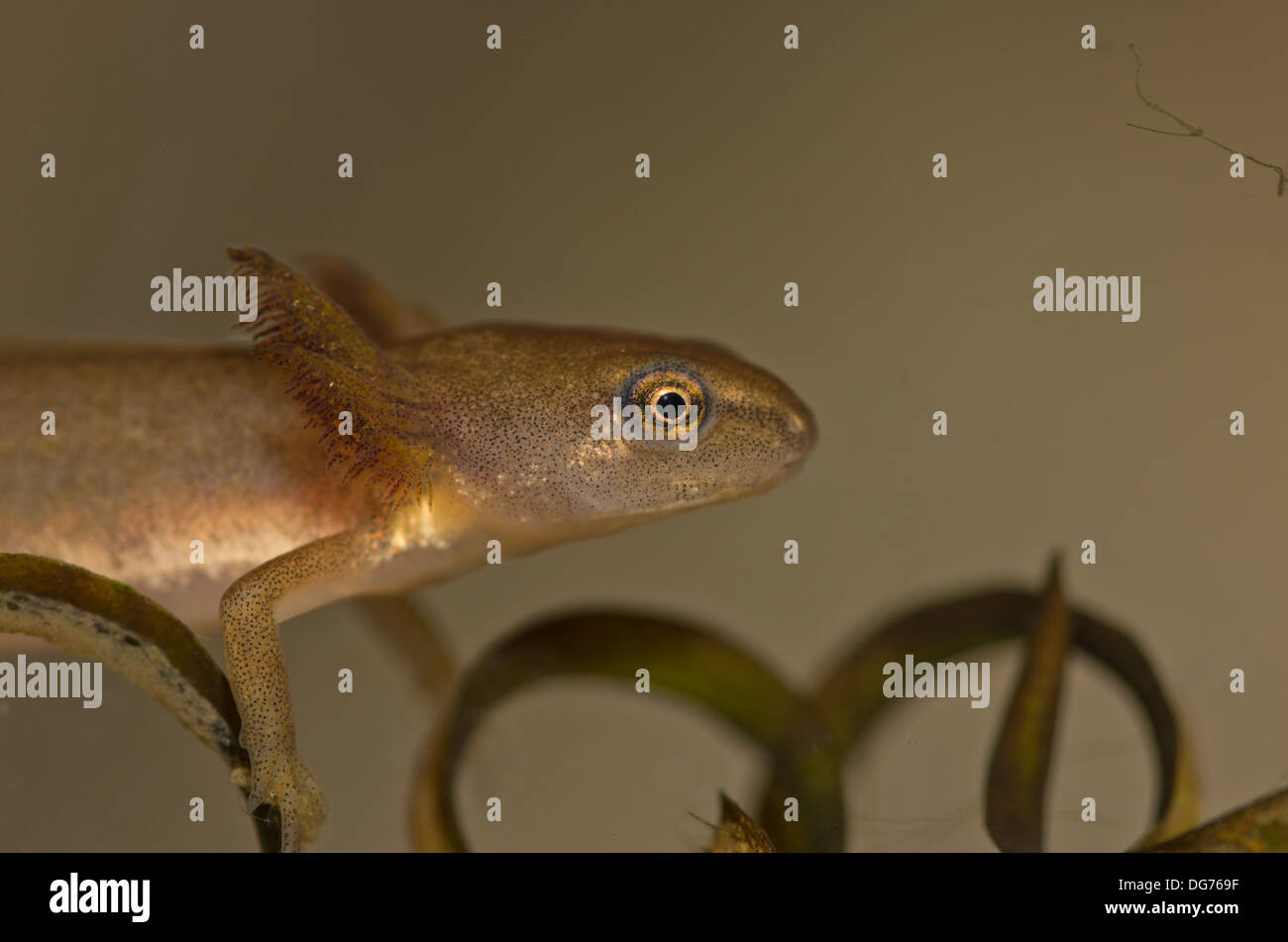 Smooth or Common newt tadpole underwater. Taken in a photographic ...