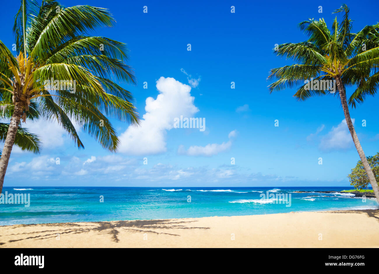 Coconut Palm tree on the sandy Poipu beach in Hawaii, Kauai Stock Photo ...
