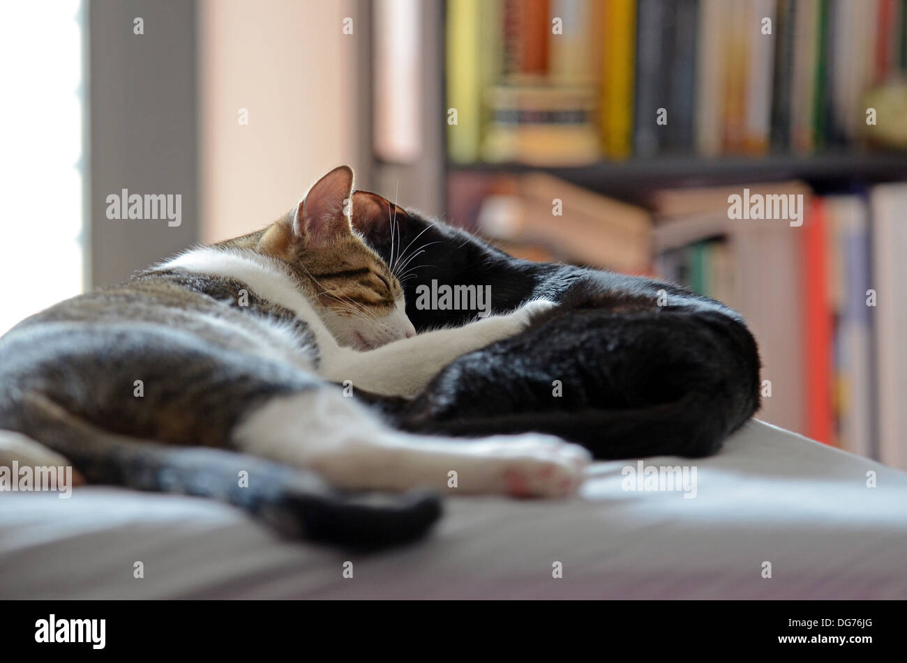Two cats playing, cleaning and interacting at home Stock Photo - Alamy