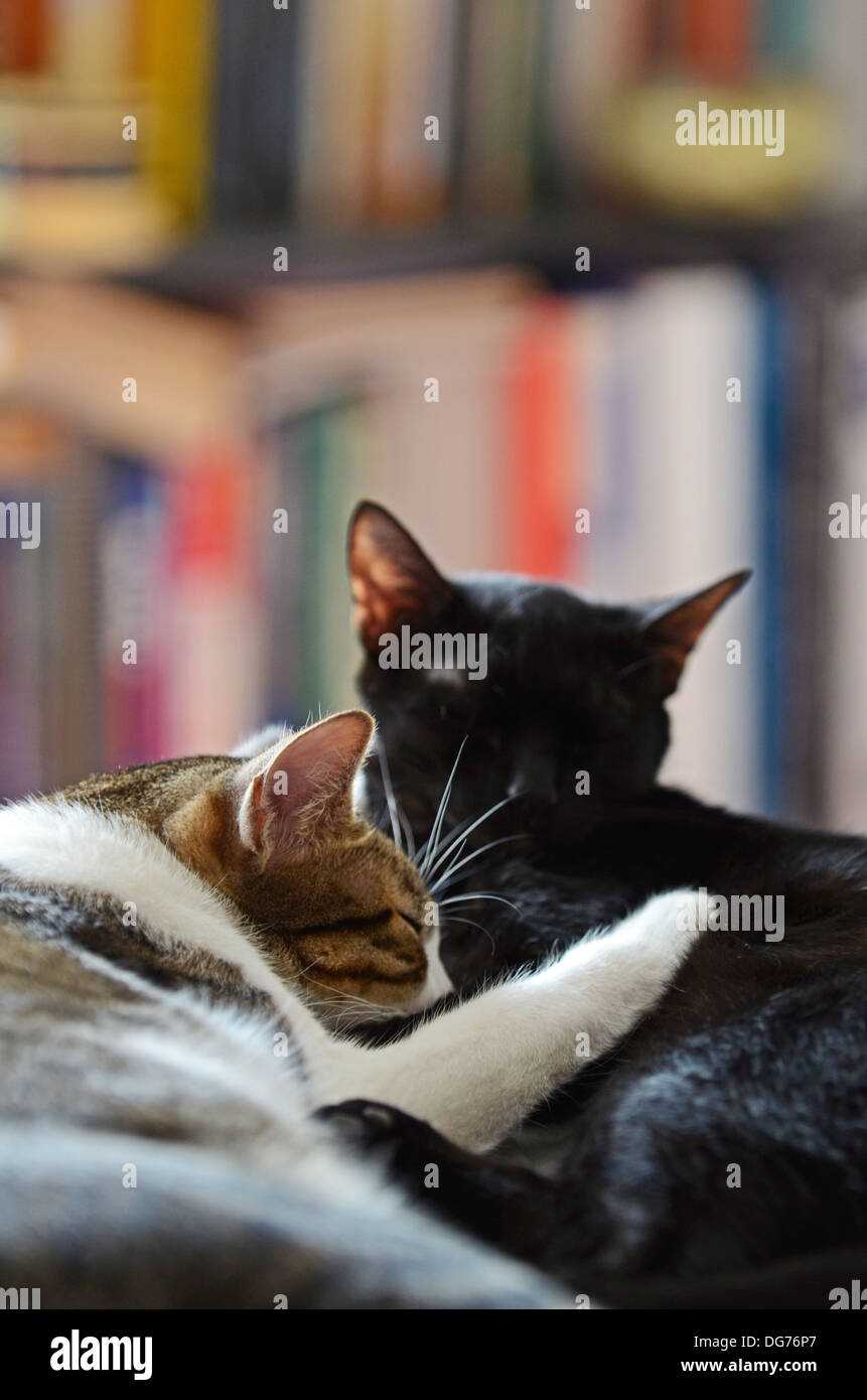 Two cats playing, cleaning and interacting at home Stock Photo - Alamy