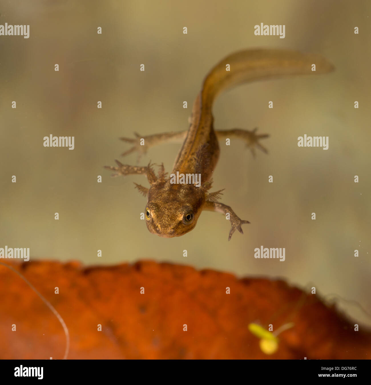Smooth or Common newt tadpole swimming underwater. Taken in a ...