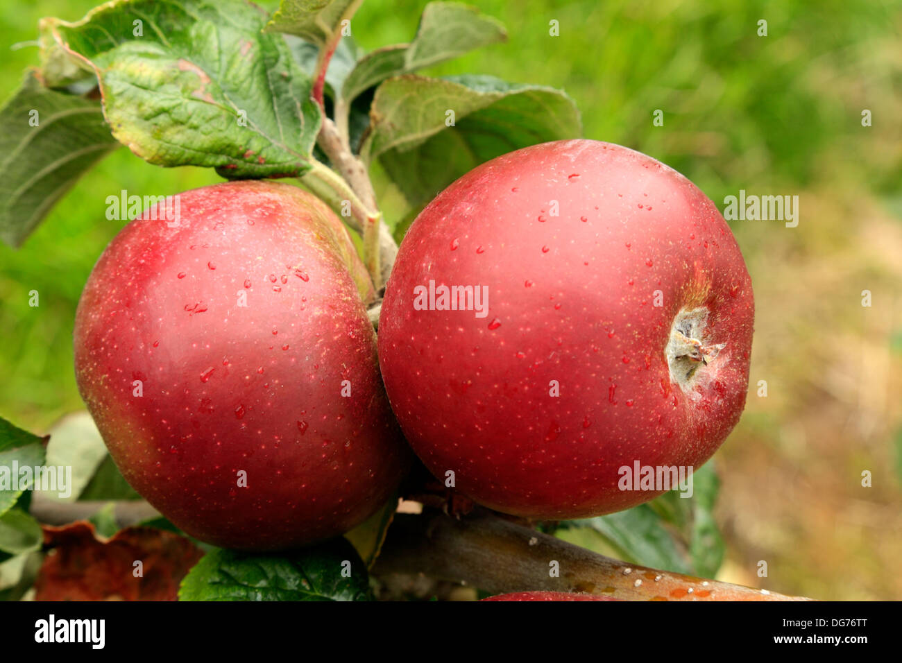 Apples variety varieties growing on tree norfolk england hi-res stock ...