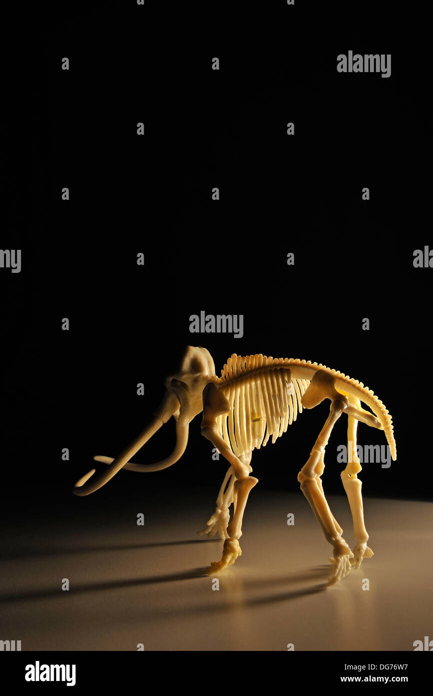 Mammoth skeleton hi-res stock photography and images - Alamy